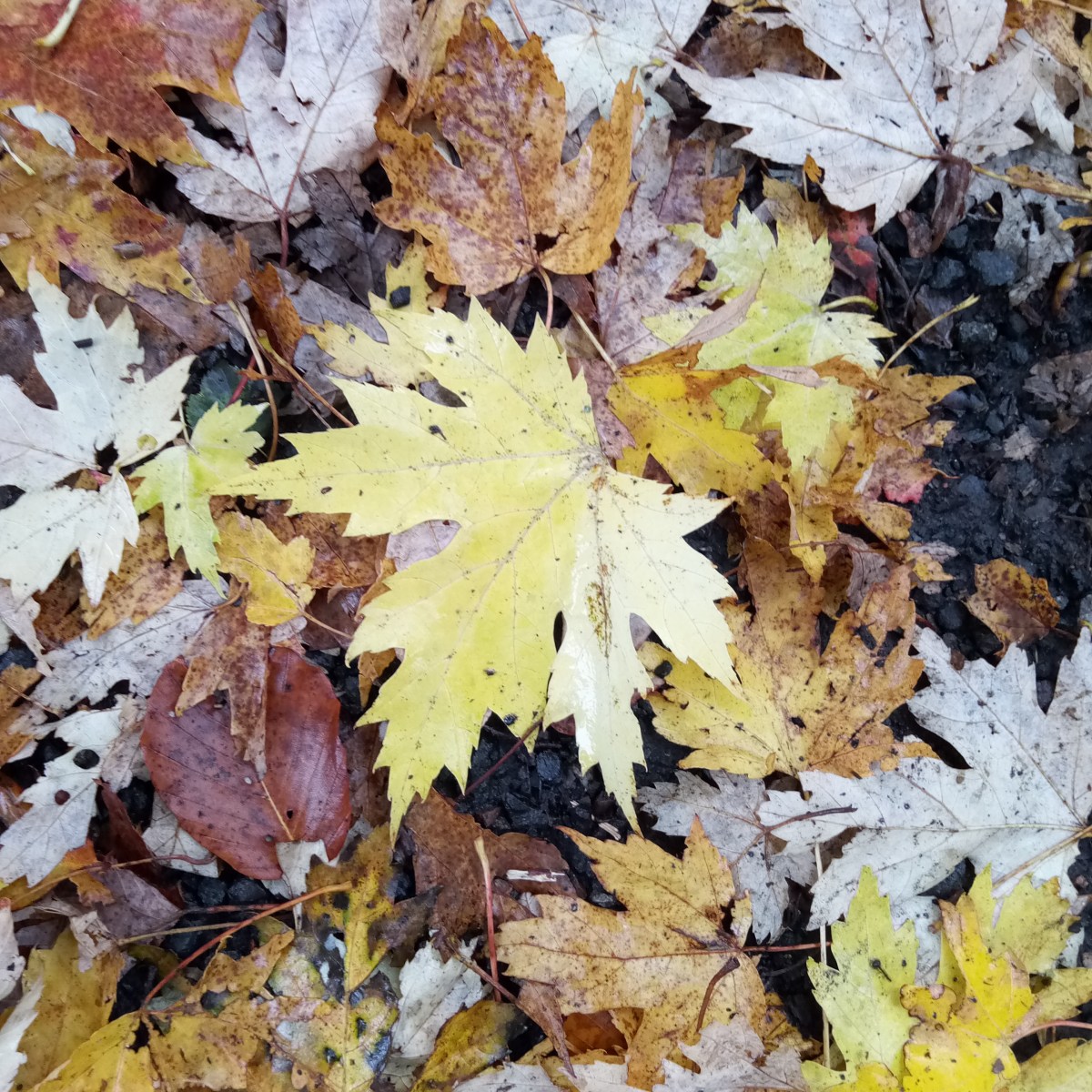 How To make Compost: Leaf Mold – Ninewells Community Garden
