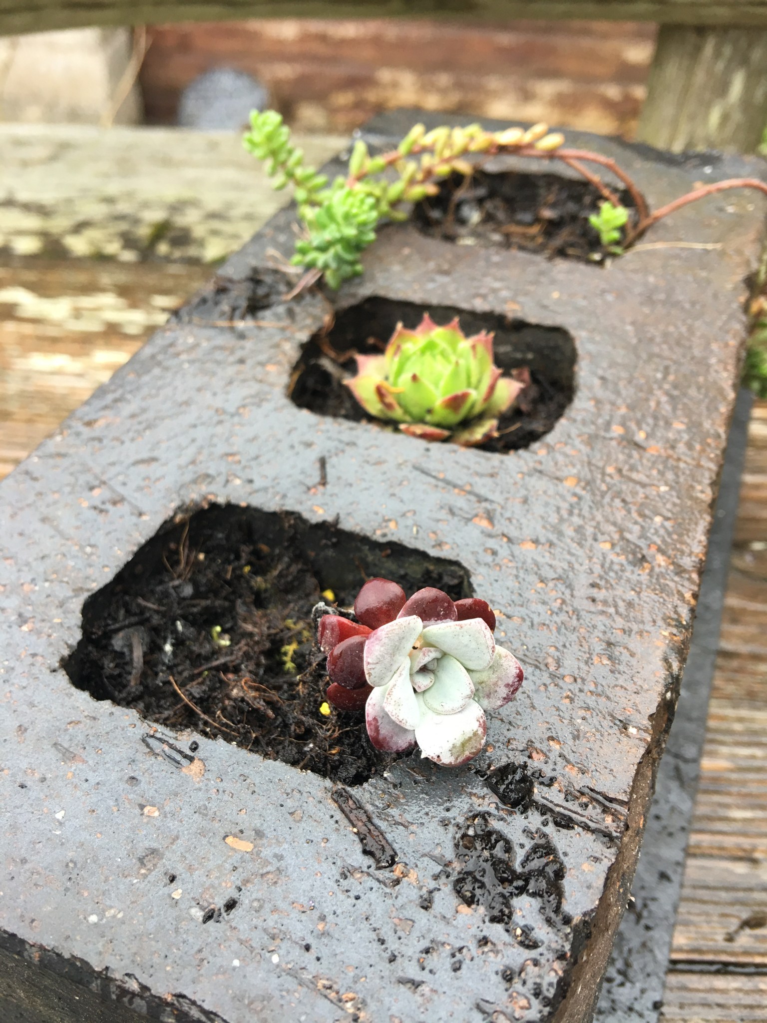 Brick Planters for succulents – Ninewells Community Garden